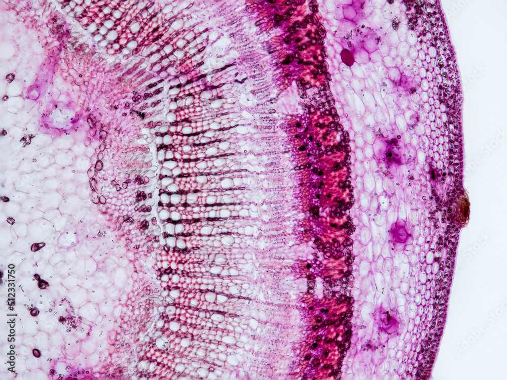 linden stem (Tilia platyphyllos) cross section under the microscope ...