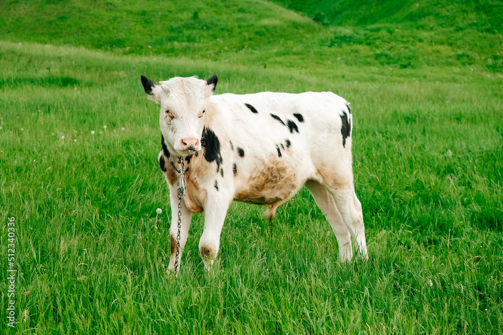 Bull, household. Animal husbandry. Poultry farming. Village life ...