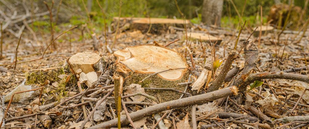 Deforestation, forest clearing,tree stumps and felled forest ...