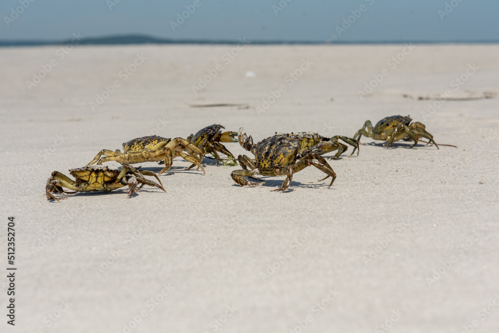 Foto de Family of crabs on sandlflats beach in ocean in Plymouth ...