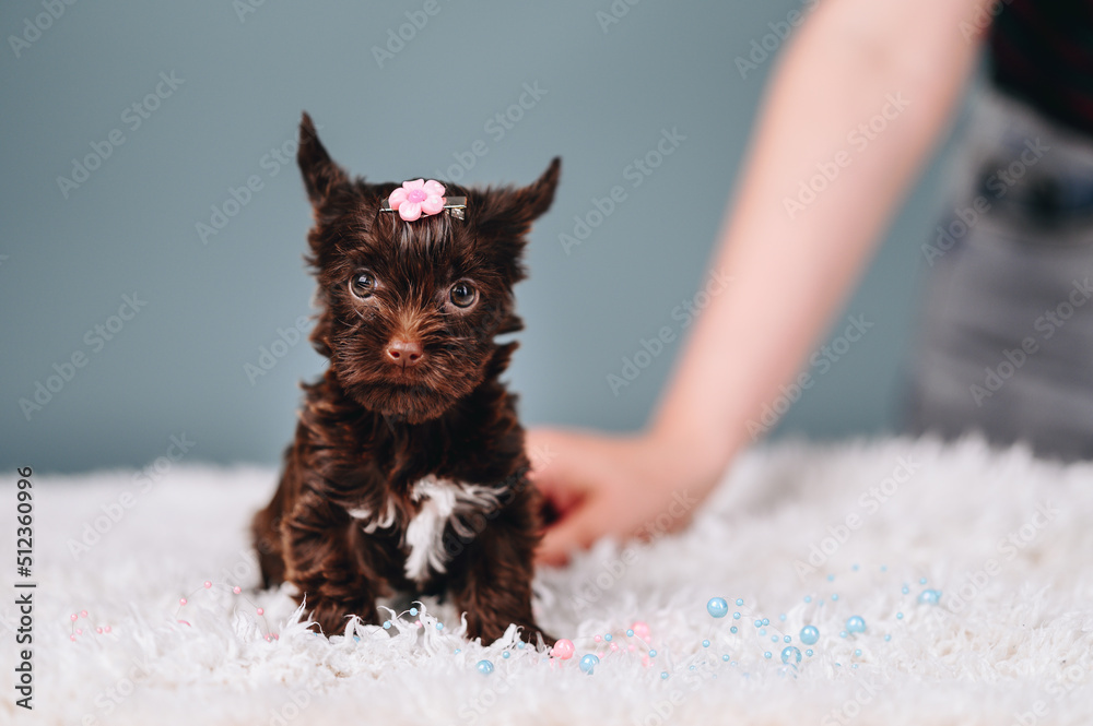 White Girl Teacup Yorkie