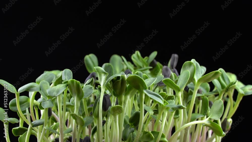 Sunflower microgreens rotation on black background. Green plants ...