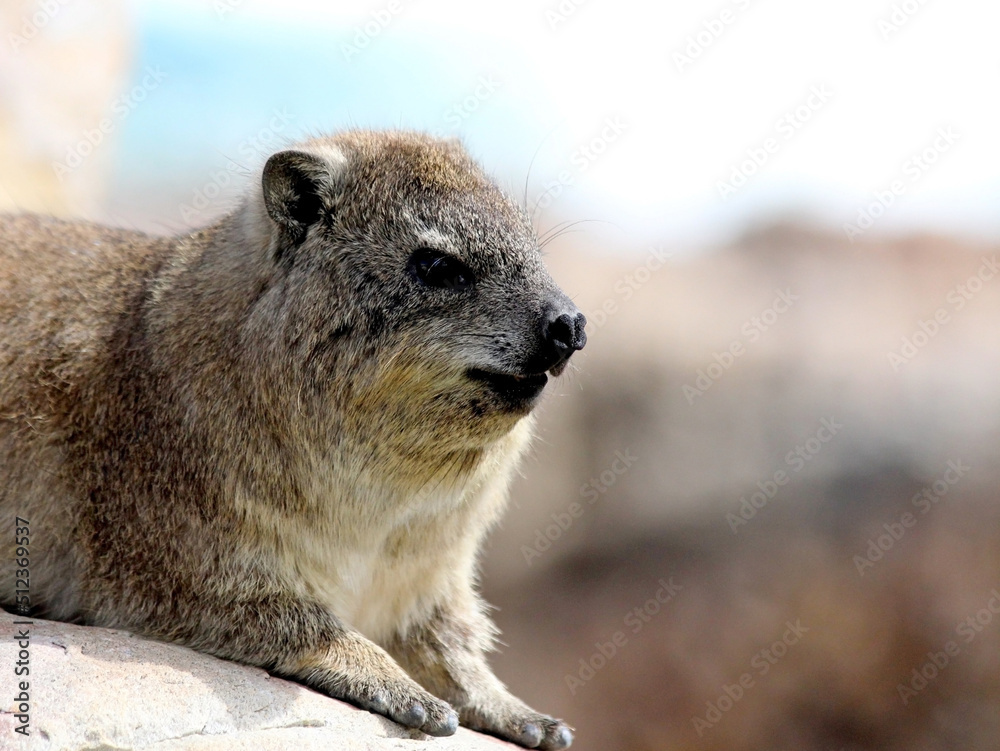 Rock Hyrax (dassie) resting on table mountain, cape town, south africa ...