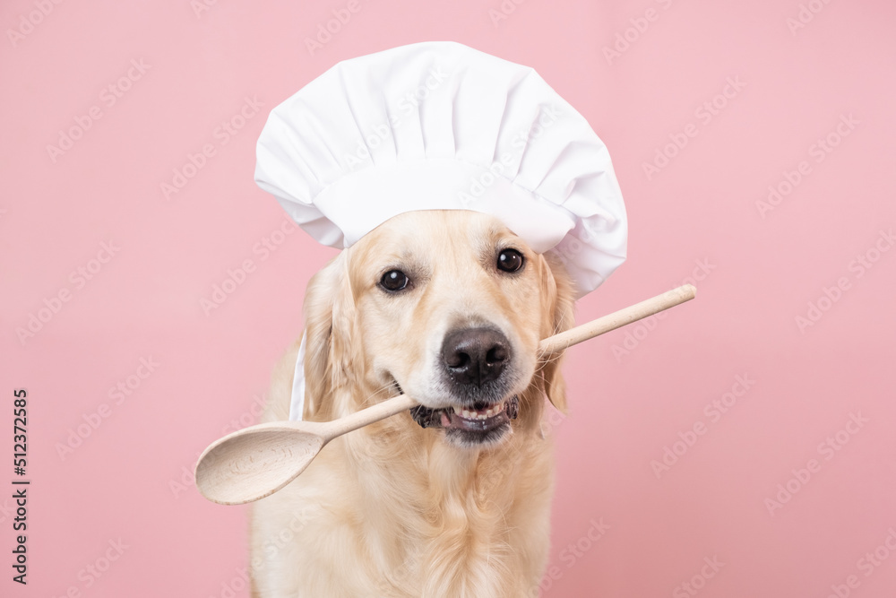 Dog in a chef's hat and with a spatula in his mouth on a pink ...