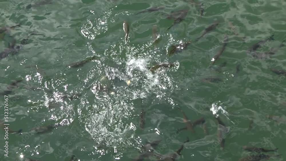 Giant Chernobyl catfish swim in the radioactive water of the cooling ...