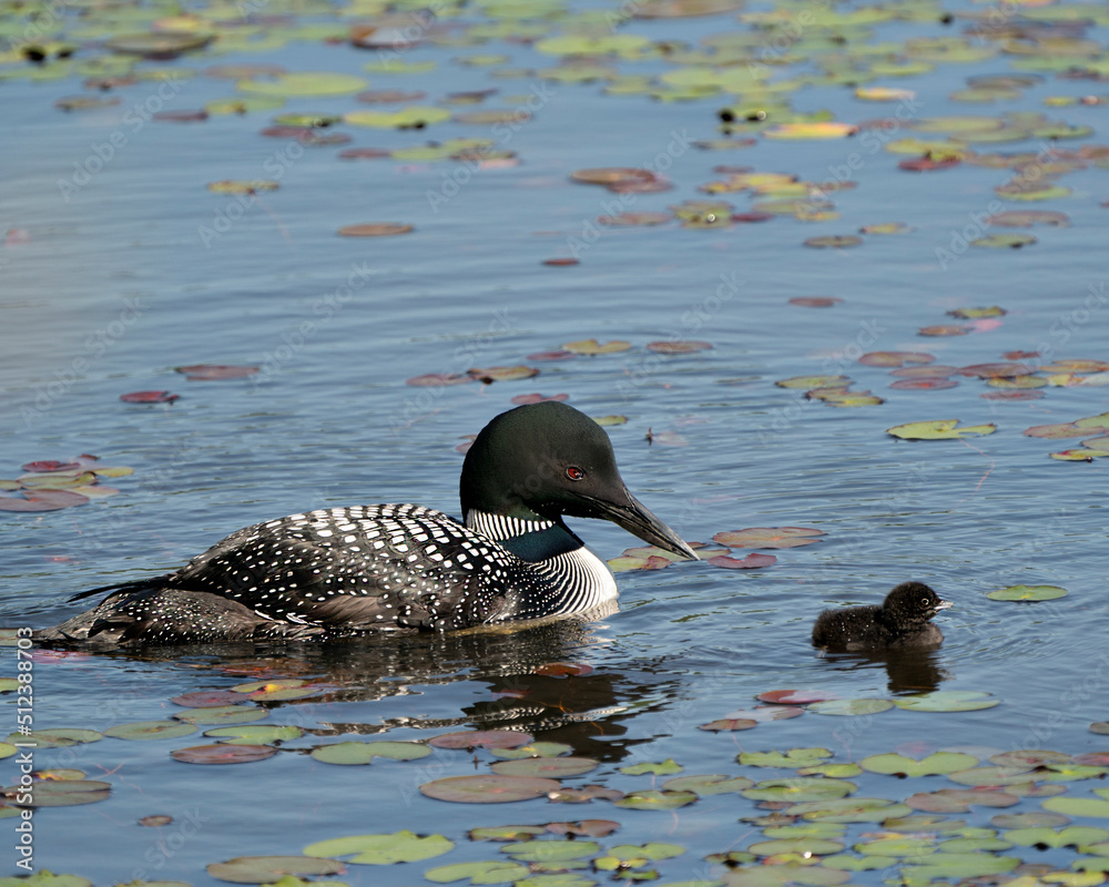 Common Loon Photo. Baby chick loon swimming in pond and celebrating the ...