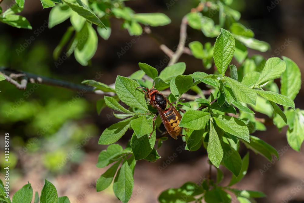 Japanese giant hornet - Vespa mandarinia japonica. In Japan, it is ...