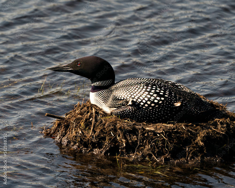 Common Loon Photo Stock. Loon nesting on its nest with marsh grasses ...