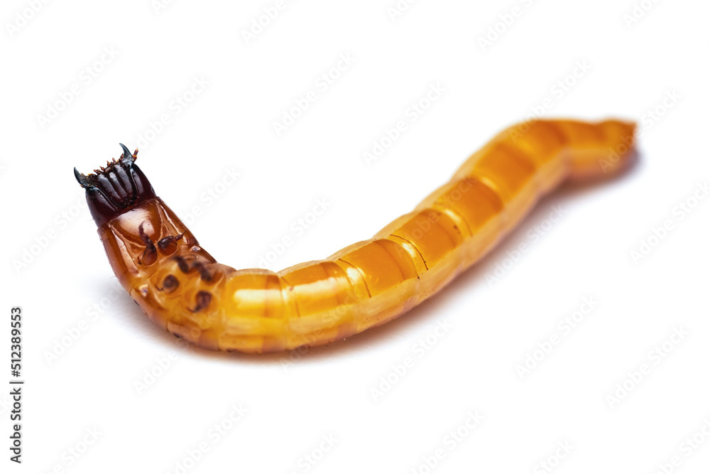 Wireworm or Beatles shit larva (Elateridae), highlighted on a white ...