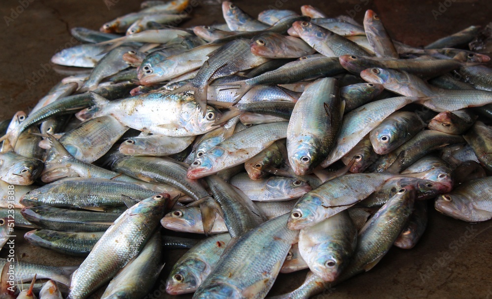 Pile of Hilsa fish in indian fish market for sale ilishi sale in ...