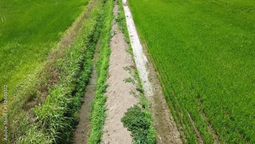 paddy field in the Po Valley without water - drone view of a rice field ...