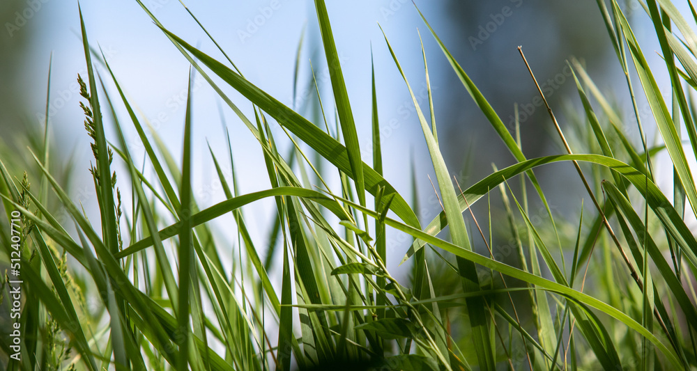 Green grass close-up in the meadow. Low angle view of fresh grass ...