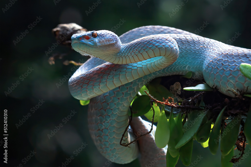 Blue viper snake closeup on branch,blue insularis,Trimeresurus ...