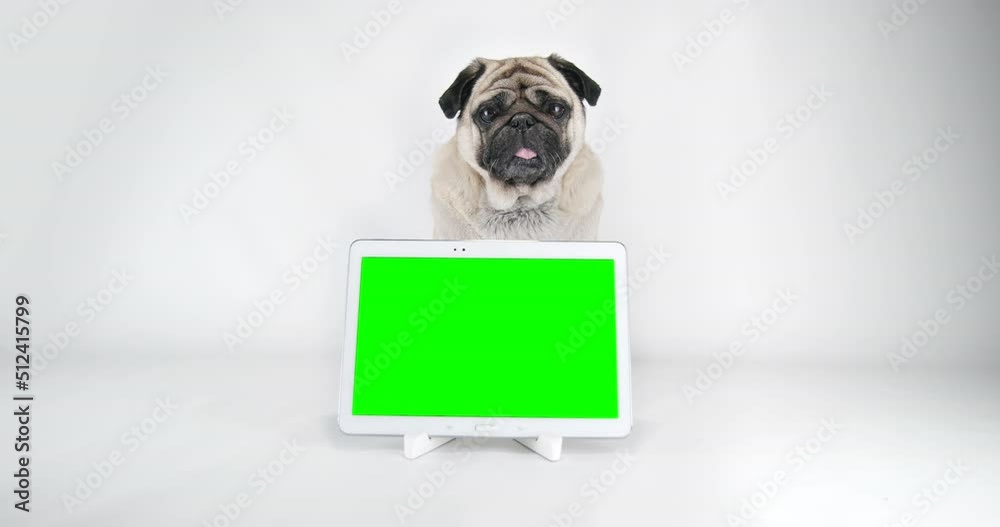 Funny dog, cute pug dog show tablet screen. White background. Tablet ...
