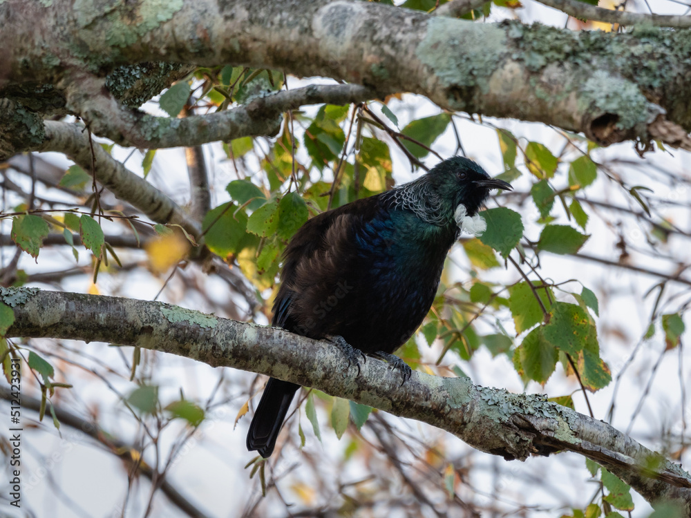 Tui bird posing in profile on a tree. New Zealand native bird Stock ...