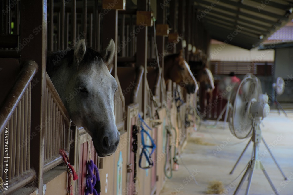 horses in a stall with fans. stable in the tropical climate of Thailand ...