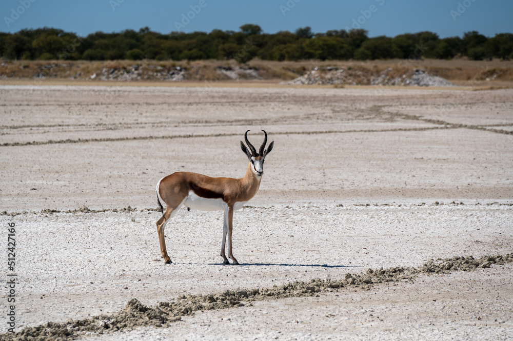 Springboks in the Etosha Pan in Namibia Stock Photo | Adobe Stock