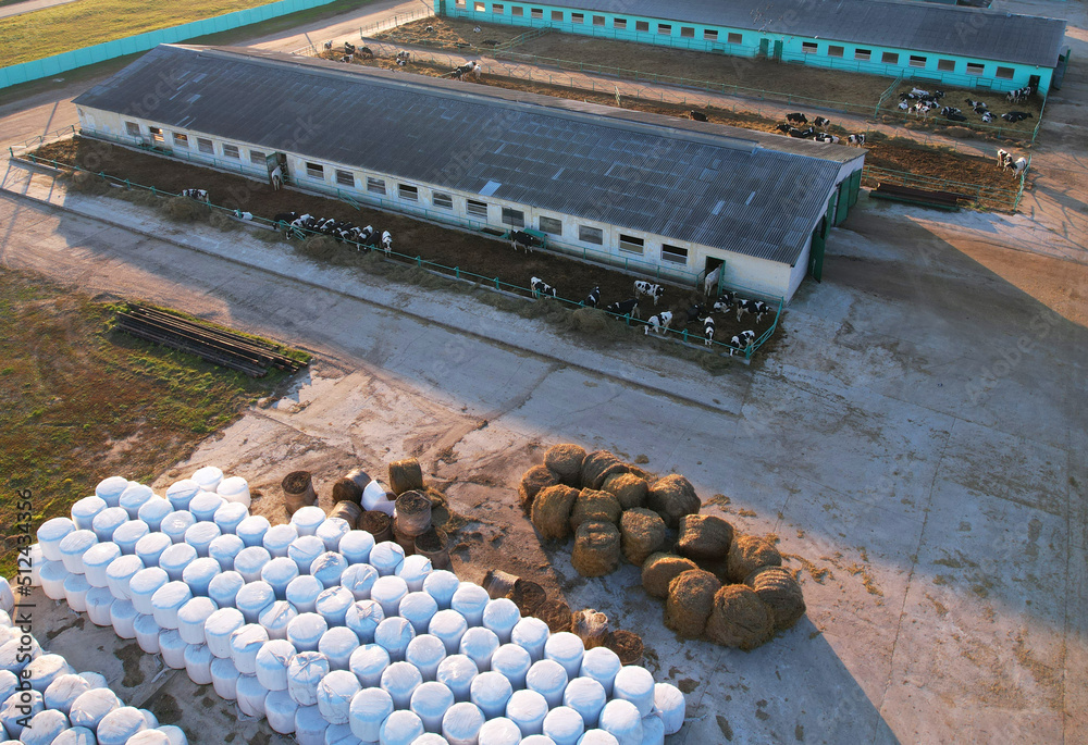 Farm building Animal husbandry. Cowshed with cows near farm, aerial ...