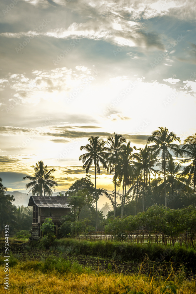 beautiful views of rice fields in the morning with rows of coconut ...