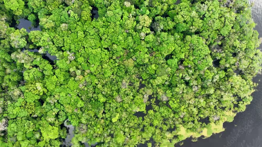 Nature aerial view of Amazon forest at Amazonas Brazil. Mangrove forest ...