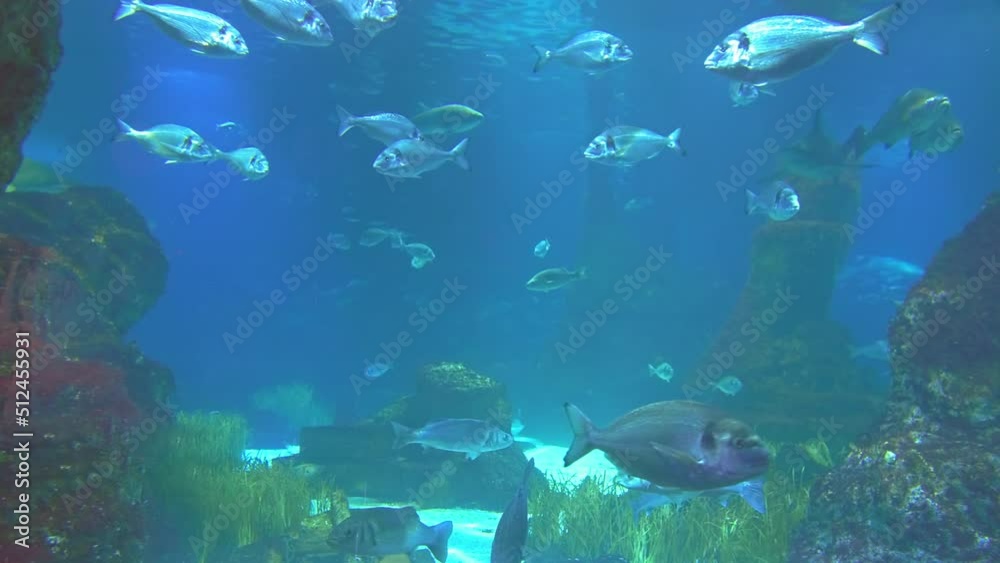 under water 4k shoot Sea ecosystem coral reefs large school of fish on ...