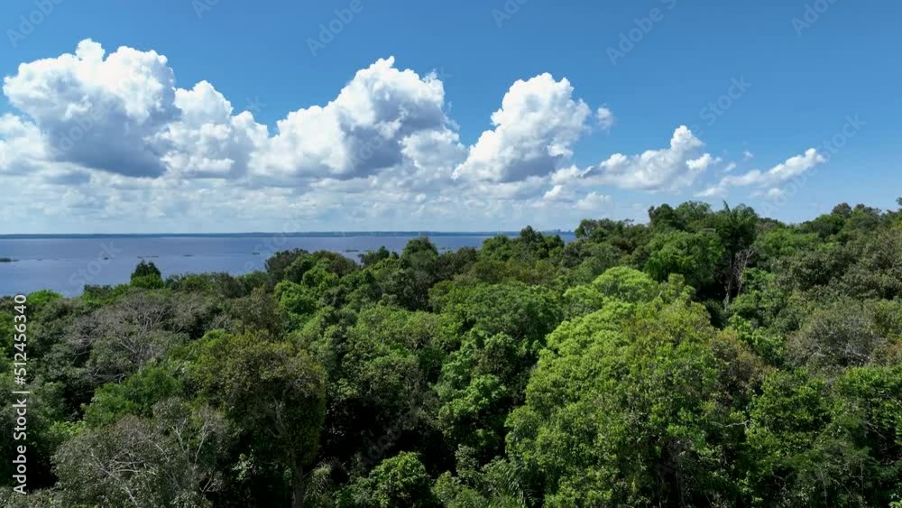 Stockvideon Nature tropical Amazon forest at Amazonas Brazil. Mangrove ...