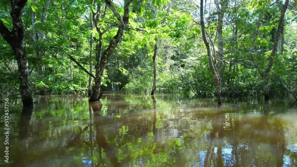 Nature tropical Amazon forest at Amazonas Brazil. Mangrove forest ...