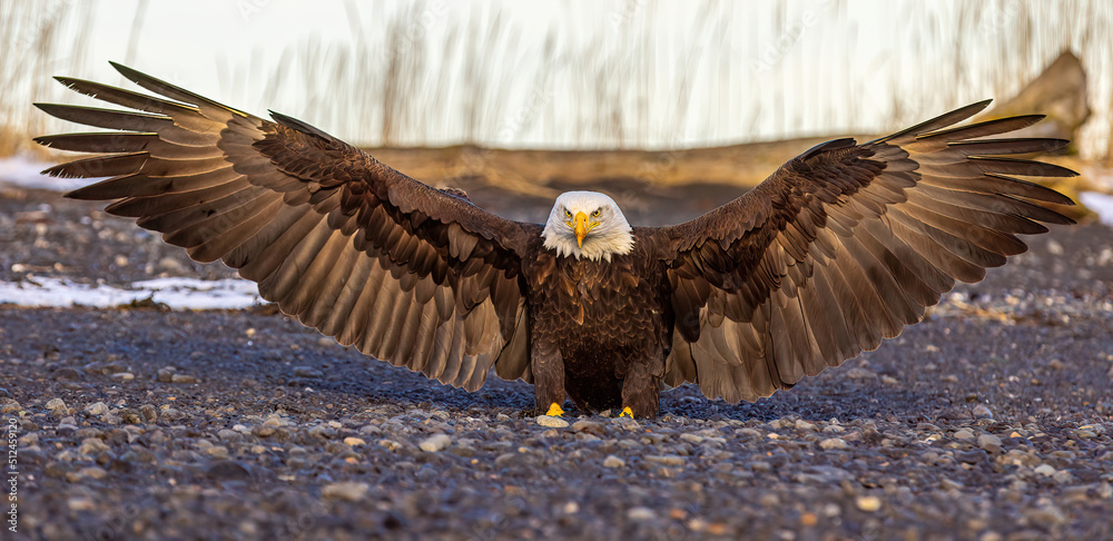 A bald eagle's wingspan often exceeds 7 feet. Stock Photo | Adobe Stock