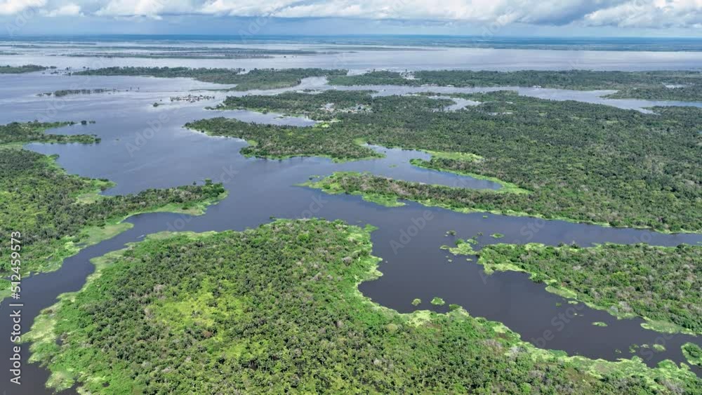 Nature tropical Amazon forest at Amazonas Brazil. Mangrove forest ...