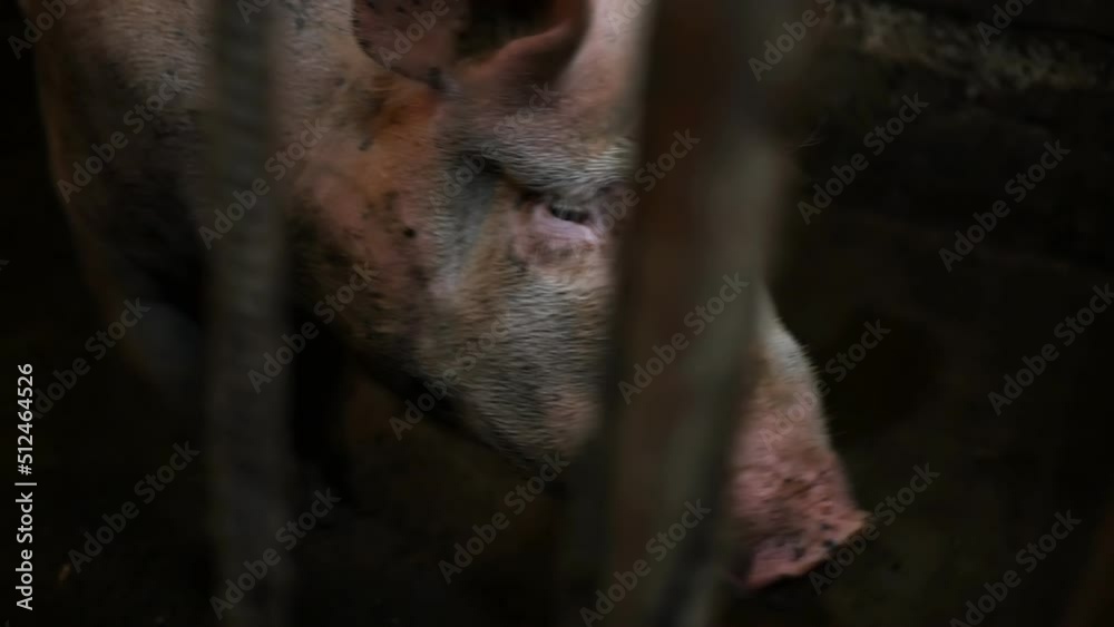 The head of a large pig in the barn. The pig is dirty hairy and causes ...