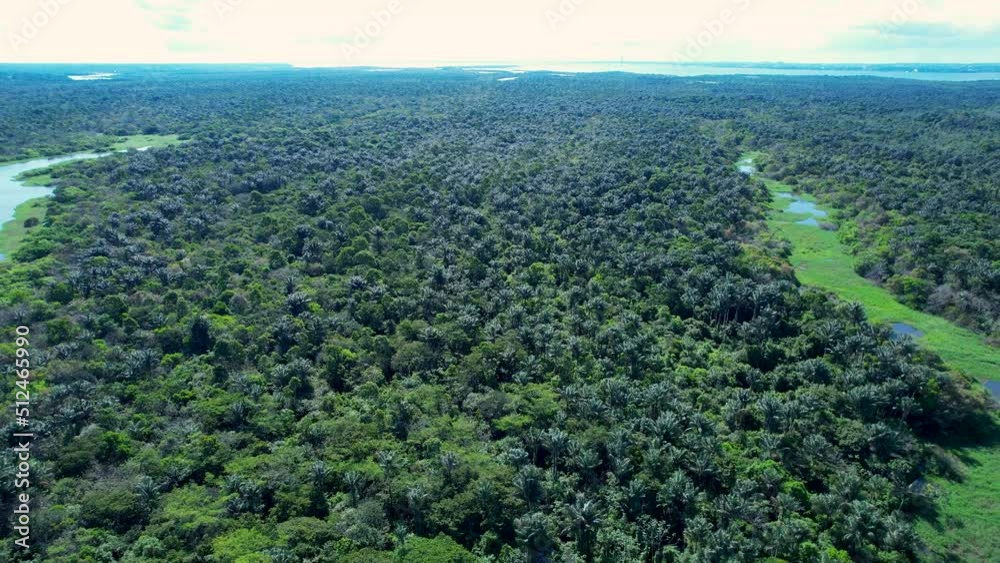 Amazon River at Amazon Forest. The famous tropical forest of world ...