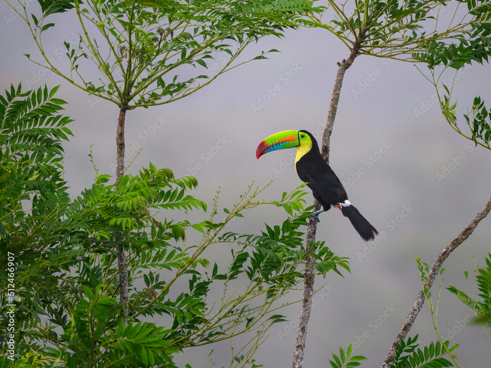 keel-billed toucan, ramphastos sulfuratus, toucan, bird, panama, costa ...