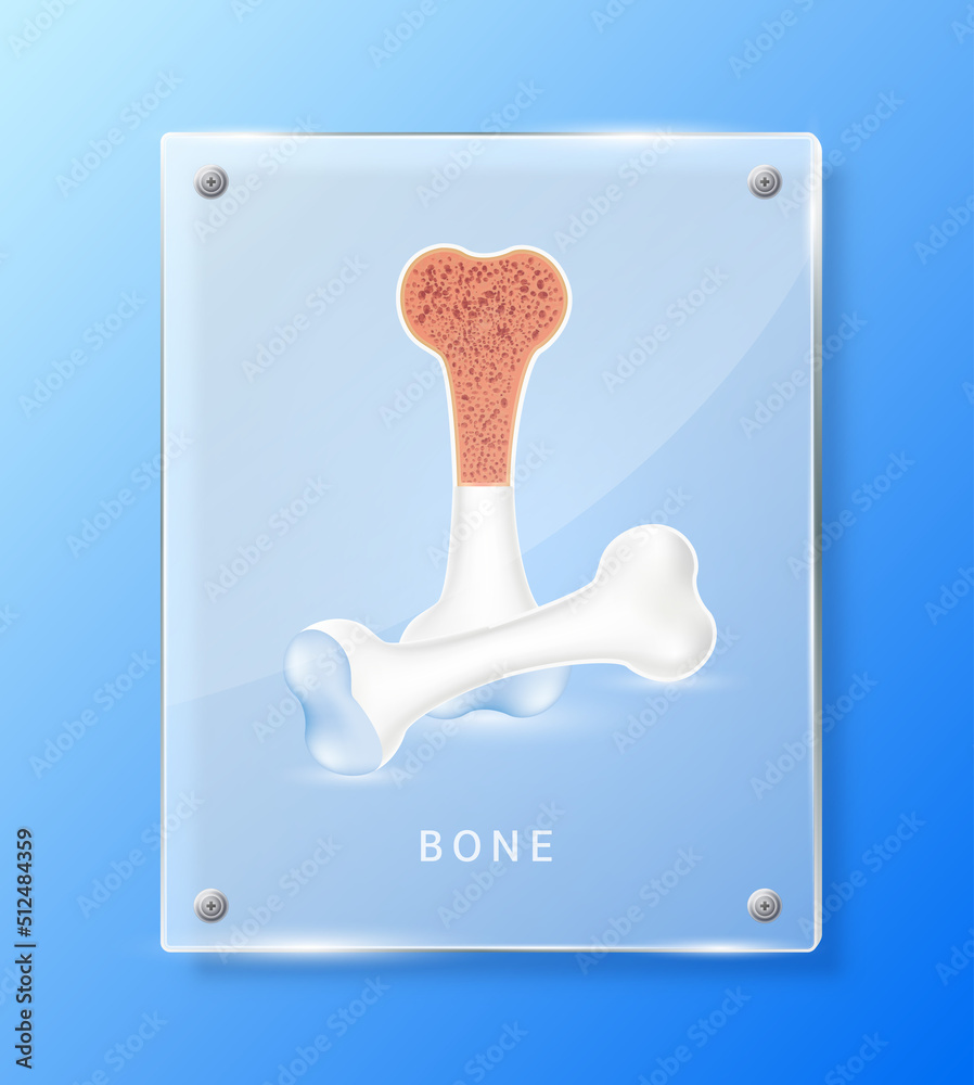 Human bone inside square translucent glass panels for pharmacy ...