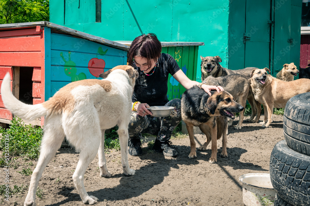 Dog at the shelter. Animal shelter volunteer feeding the dogs. Stock ...