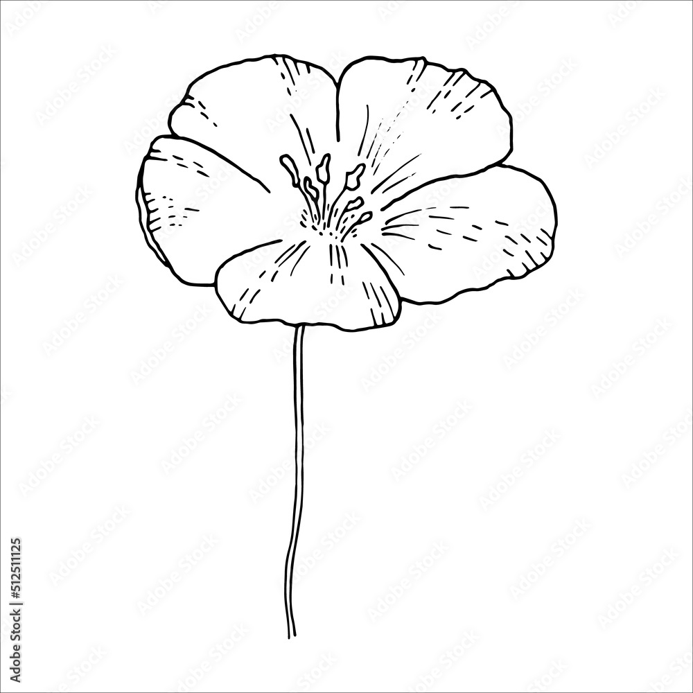 Flax plant, wild field flower isolated on white, botanical hand drawn ...