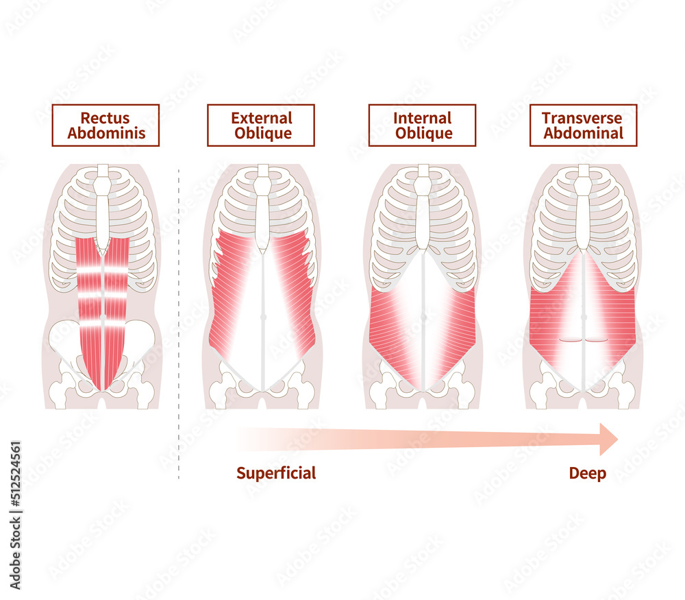 Anatomy of the abdominal muscle group muscle illustration set Stock ...