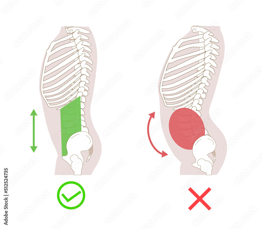 Diagrammatic illustration of the relationship between abdominal muscle ...