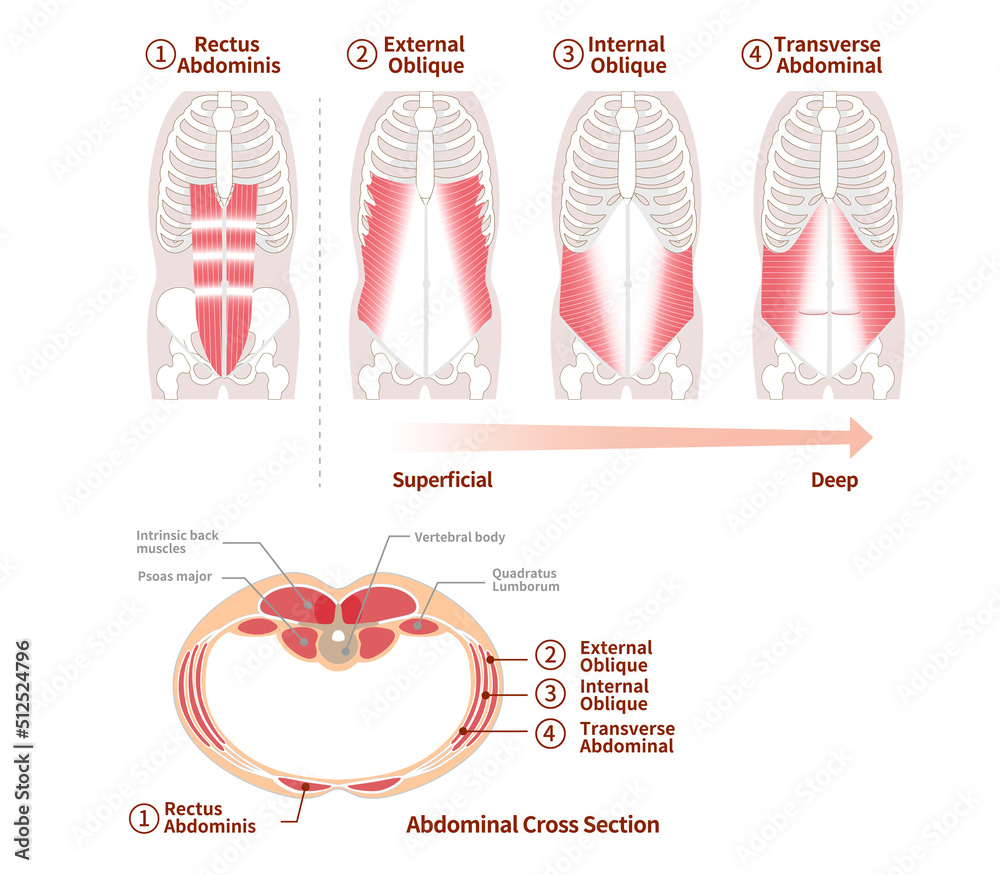 Illustration Of Positional Structure And Overlap Of Abdominal Muscle