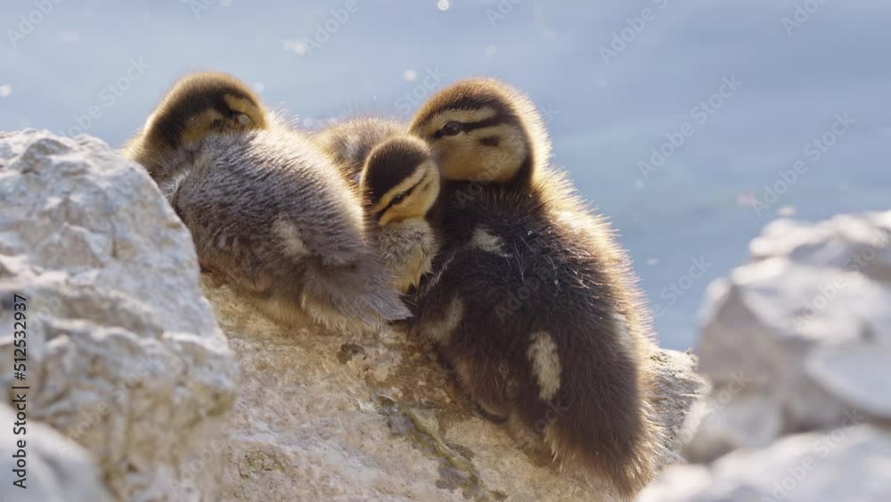 Baby ducks sitting together on a rock as mother moves it and wakes them ...
