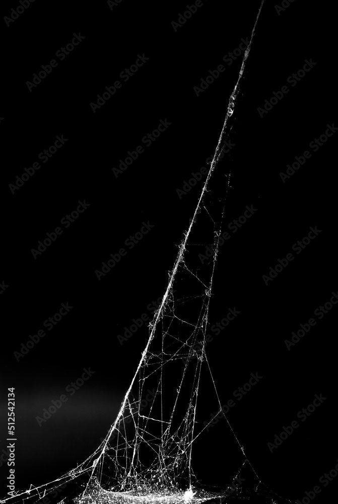 spider web on a dark background Stock Photo | Adobe Stock