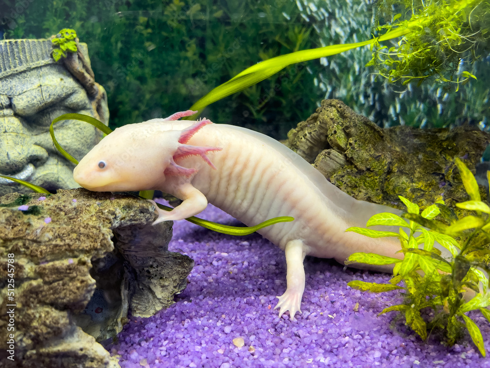 Underwater Axolotl portrait in an aquarium. Ambystoma mexicanum ...