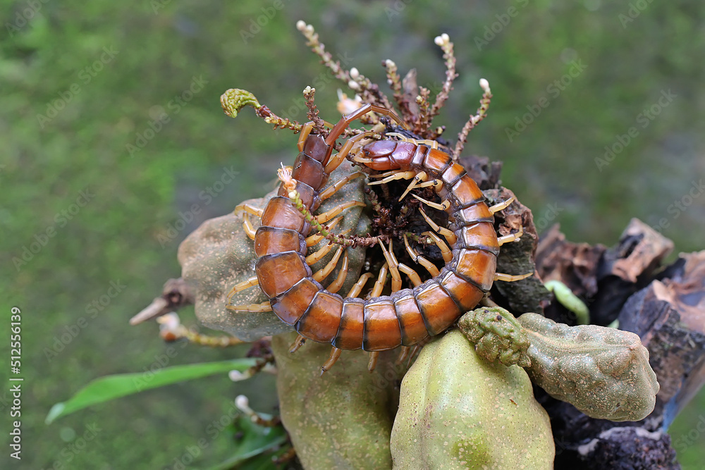 A centipede is looking for prey on the trunk of a fruit bearing tree ...