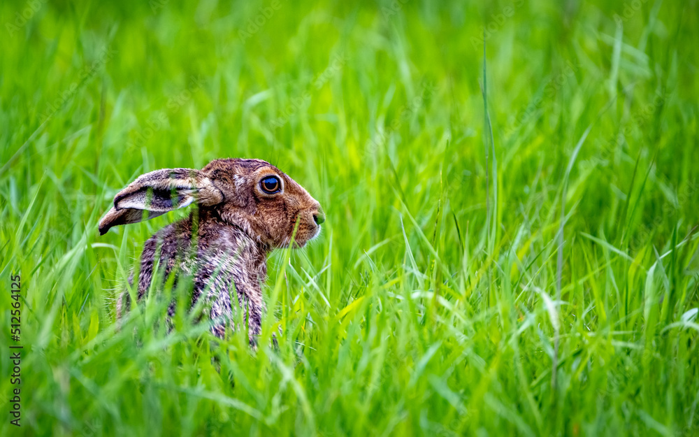 Brown hare in the grass Stock Photo | Adobe Stock
