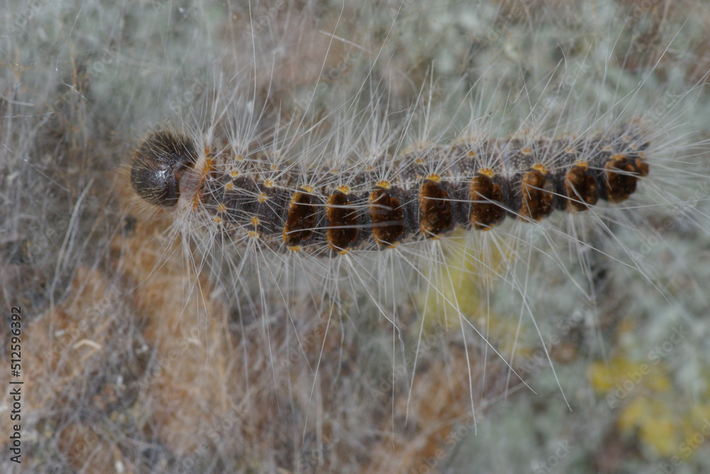 Urticating caterpillars of the oak processionary moth in their nest ...