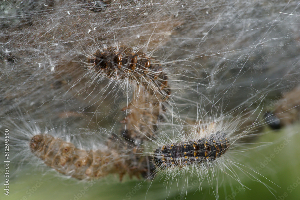 Urticating caterpillars of the oak processionary moth in their nest ...