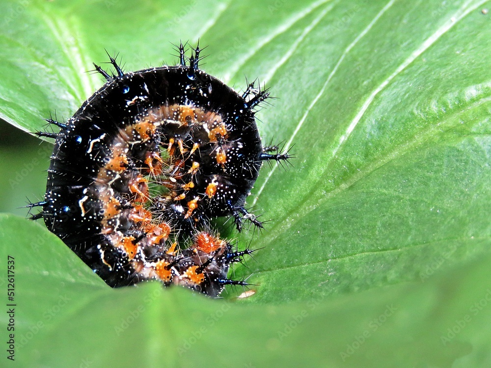 Fire caterpillar sleeping calmly on the leaf, before becoming cocoon ...