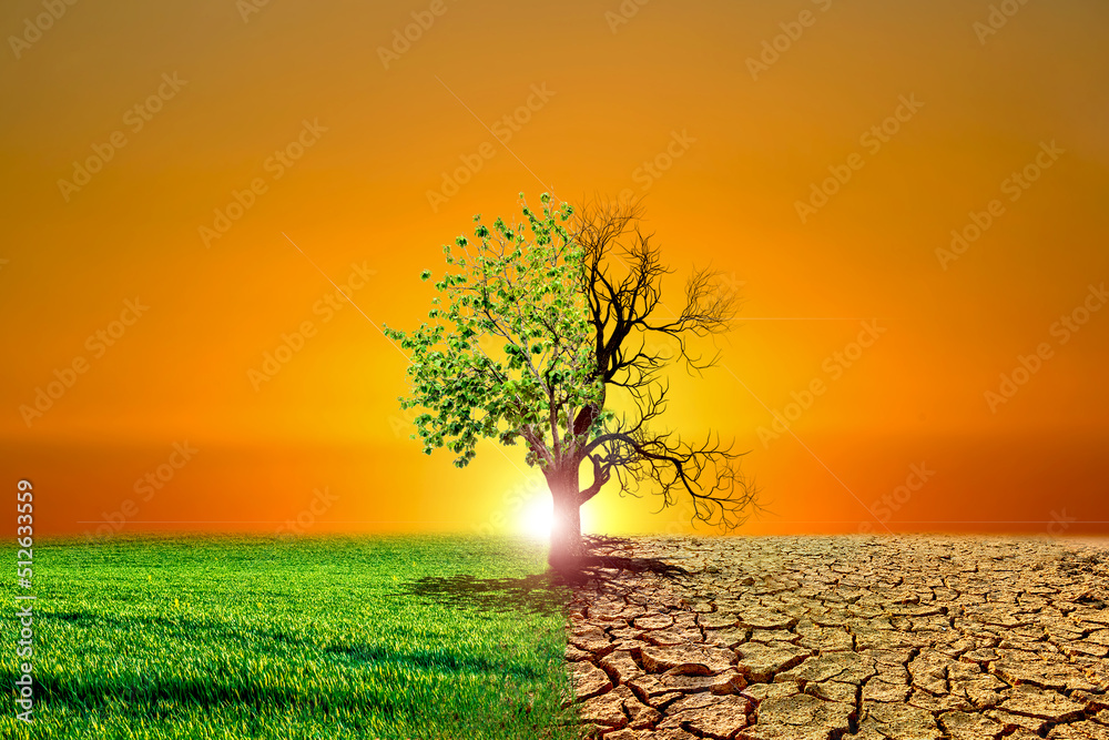 Effects Of Global Warming On Trees