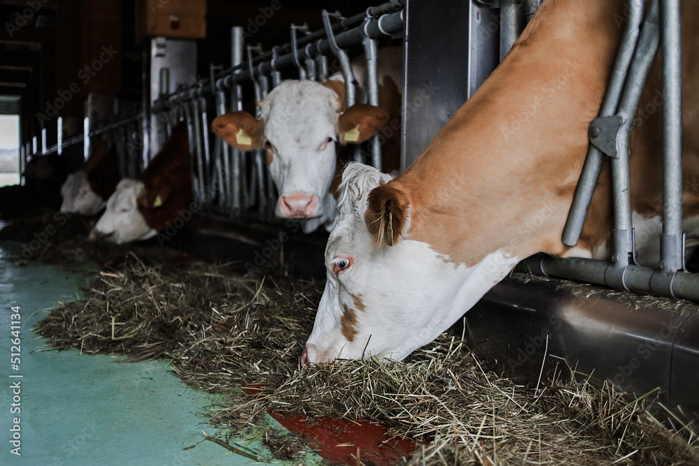 Dairy farm, simmental cattle, feeding cows on farm. Simmental Cows ...