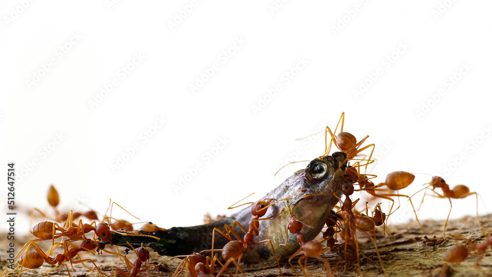 Ants help unity in carrying food (small fish), Concept team work ...