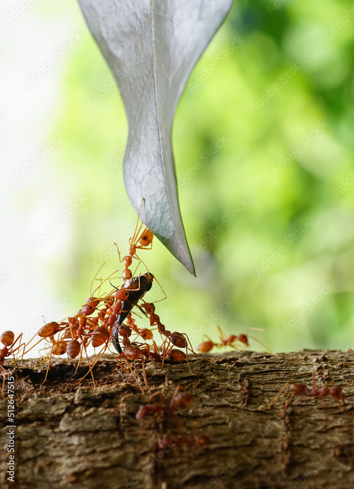 Ants help to carry food(small fish), Concept team work together. Red ...